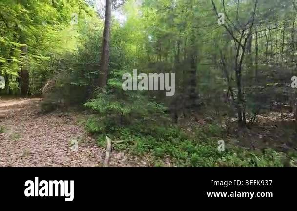 Sunlit view of a lush deciduous forest in spring, featuring vibrant ...