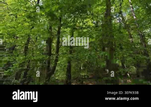 Sunlit view of a lush deciduous forest in spring, featuring vibrant ...