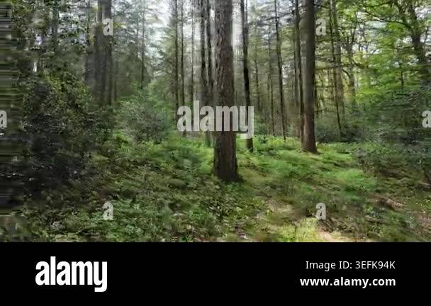 Sunlit view of a lush deciduous forest in spring, featuring vibrant ...