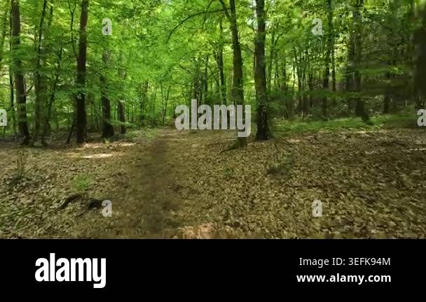 Sunlit view of a lush deciduous forest in spring, featuring vibrant ...