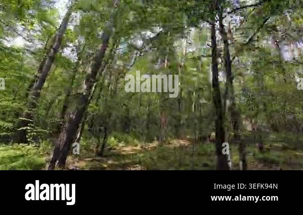 Sunlit view of a lush deciduous forest in spring, featuring vibrant ...