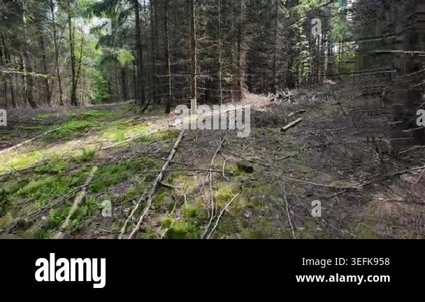 Low-angle tracking shot through a sunlit pine forest, moving past tall ...