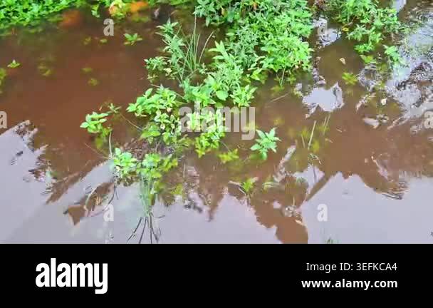 Lush green wild plants and grass partially underwater in a flooded area ...