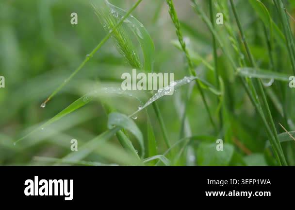 Macro close up of fresh rain droplets resting on green grass blades ...