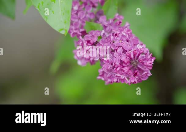 Close up of blooming purple lilac flowers covered with fresh raindrops ...