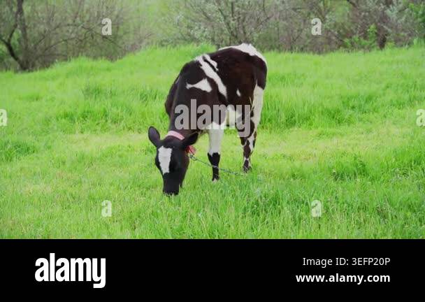 Black and white cow peacefully grazing on fresh green grass in rural ...