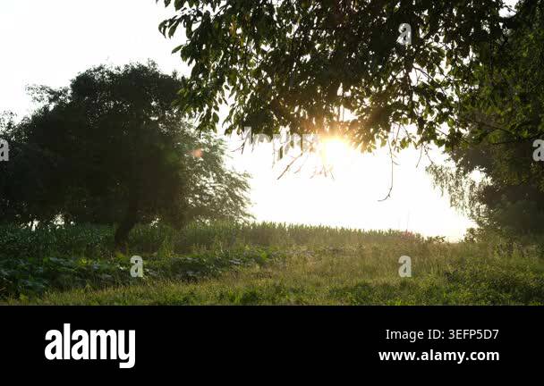 Sun slowly rises or sets behind trees, light breaking through branches ...