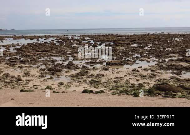 Intertidal zone exposed during low tide, showing a vast field of dark ...