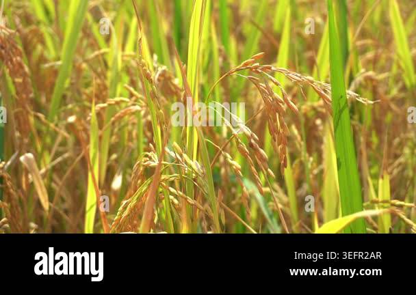 Close-up of ripening rice plants in a sunny field under natural light ...
