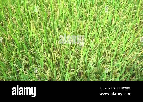 Close-up view of lush green rice plants growing in a rice paddy field ...