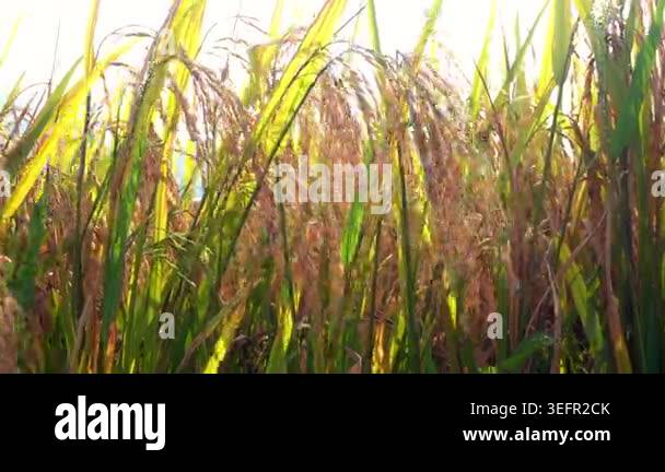Close-up of ripening rice plants in a sunny field under natural light ...