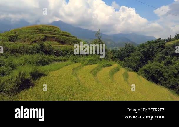 Lush terraced rice fields under a blue sky with white clouds and ...