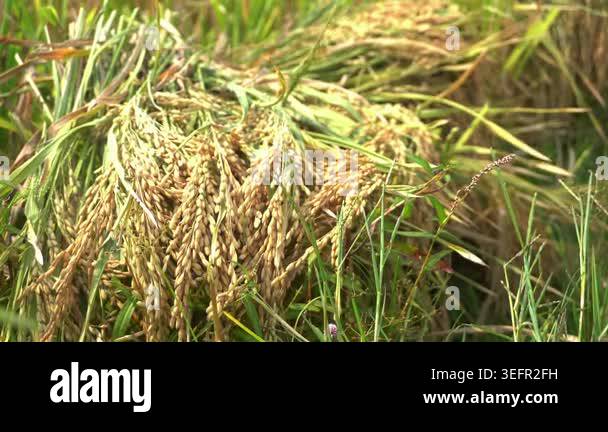 Close-up of ripening rice plants in a sunny field under natural light ...