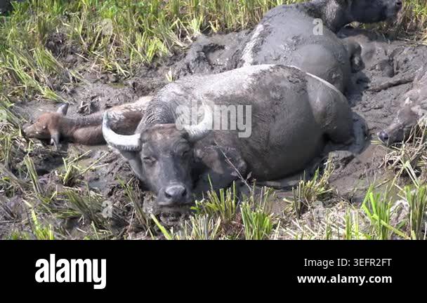 Buffaloes resting on green grass in a rural field surrounded by rice ...