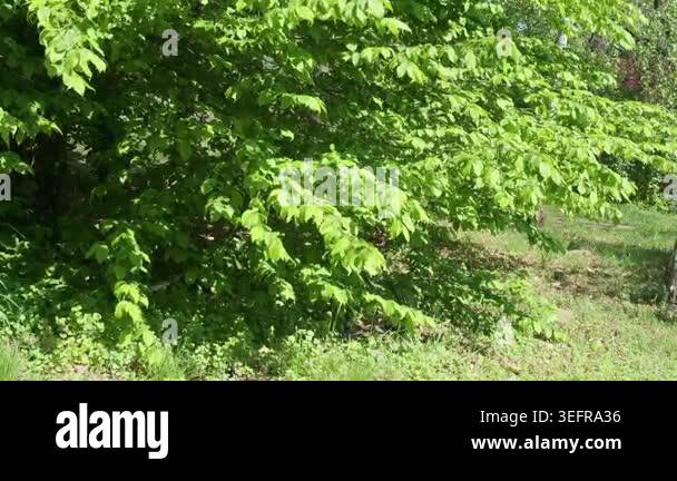 Bright green leaves sway gently in the breeze under clear blue skies ...