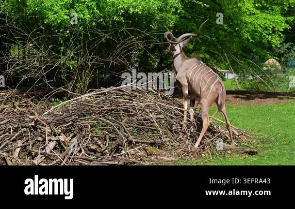 Greater kudu, Tragelaphus strepsiceros is a woodland antelope found ...