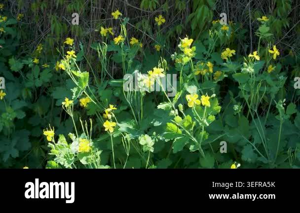 Delight in the beauty of vibrant yellow flowers swaying gently in the ...