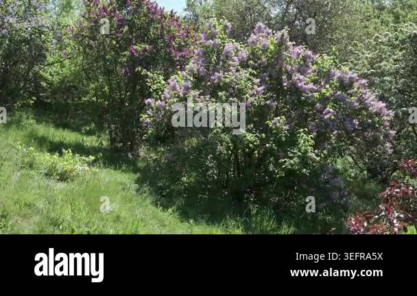Colorful lilac bushes sway softly under the bright sun in springtime ...
