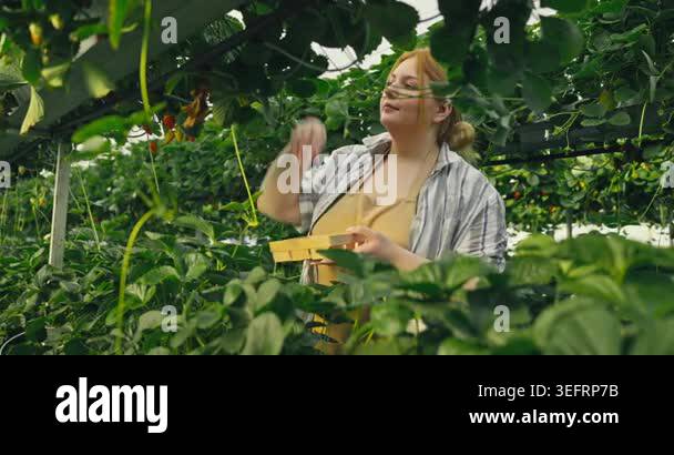 A person is picking fruits and placing them in a box inside a ...