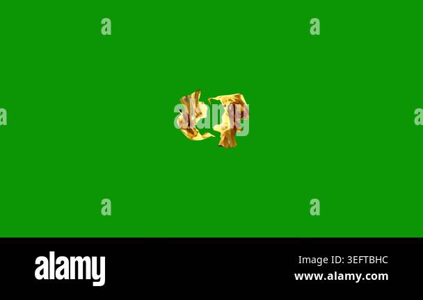 gold color background with a gold bow Stock Video Footage - Alamy