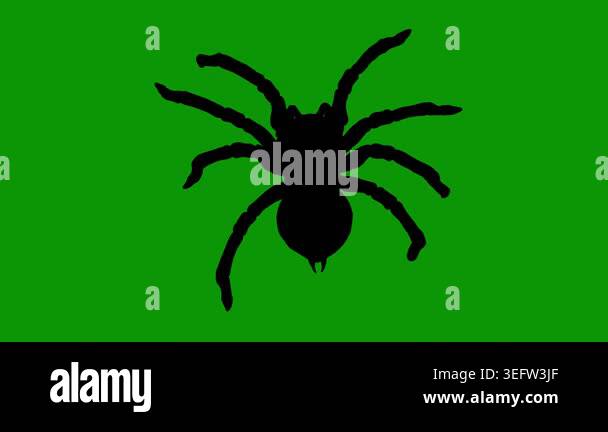 spider sign. flat design Stock Video Footage - Alamy
