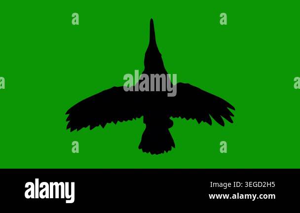 eagle bird silhouette on green background Stock Video Footage - Alamy