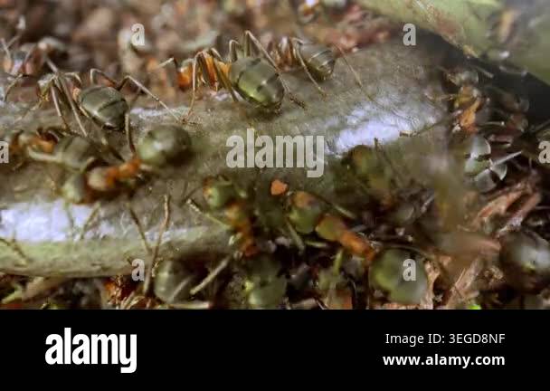 Close up green ants feeding caterpillar, worker and scout ants swarm ...