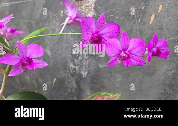 Stunning bright pink purple dendrobium orchid flowers blooming on a ...