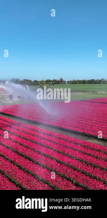 Aerial view of blooming red tulips with a water sprinkler irrigating ...