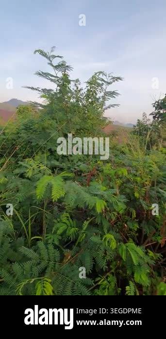 beautiful landscape with a tree and a forest Stock Video Footage - Alamy