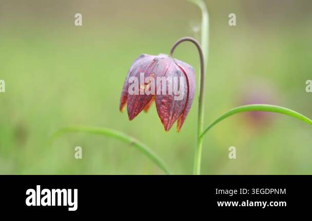 The flower of the snake's head Stock Video Footage - Alamy