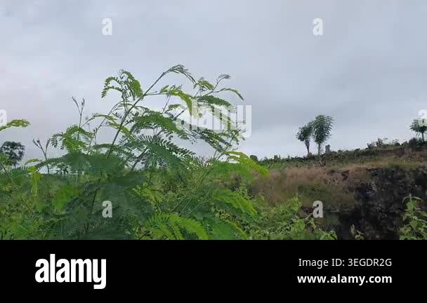 beautiful landscape with a mountain and a tree Stock Video Footage - Alamy