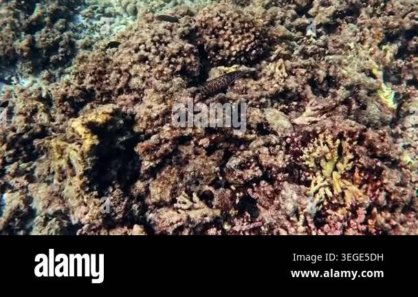 Fish among the marine corals. High quality 4k footage Stock Video ...