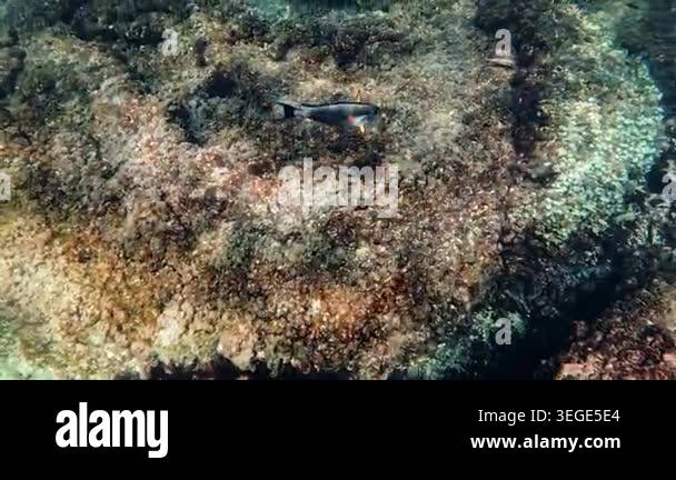 Tropical fish swims in the warm waters. High quality 4k footage Stock ...
