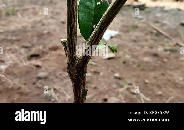 The footage focuses on the details of the branching of the kaffir lime ...