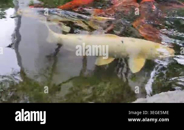 Colorful ornamental red, gold and black Koi, Bekko nishikigoi, with ...