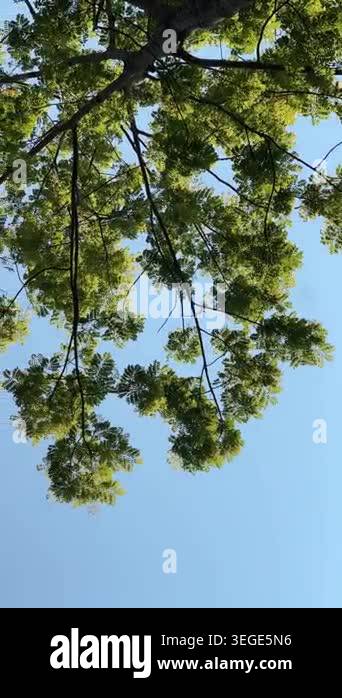 Tree canopy view with green leaves, branches, and blue sky in natural ...