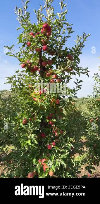 Fresh apple tree loaded with red ripe fruits in summer orchard ...