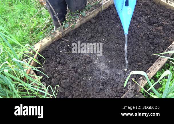 Gardener using a blue watering can to water fertile soil in a wooden ...