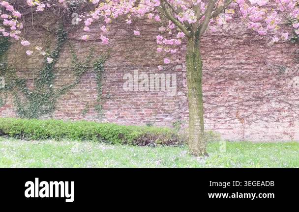 beautiful pink cherry trees in the garden Stock Video Footage - Alamy