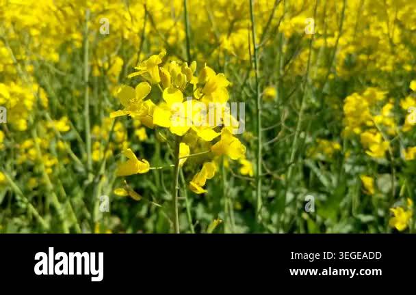 Rapeseed field close-up blooming yellow flowers Stock Video Footage - Alamy