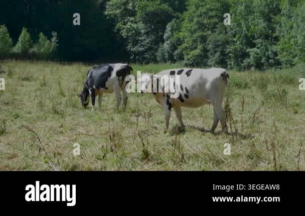 Two beautiful holstein friesian cows grazing freely on a lush green ...