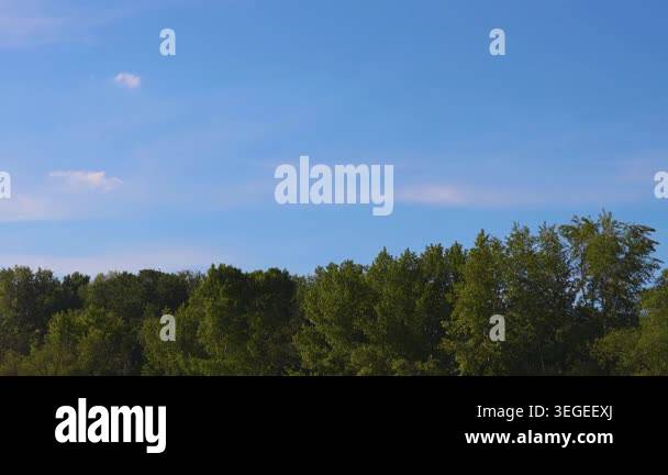 Green forest treetops against a clear blue summer sky with light clouds ...