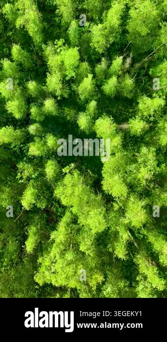 Top down view of eucalyptus forest spinning rotating. Farming landscape ...
