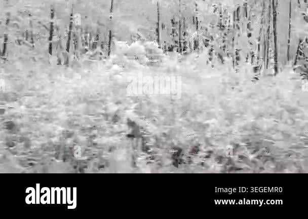 Snowy forest scene reveals white trees and shrubs as the view shifts ...