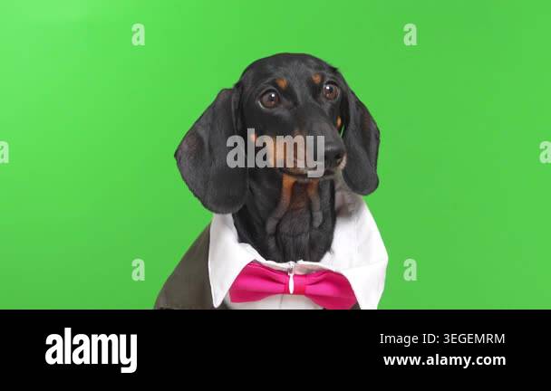 Cute black dachshund dog wearing white shirt with bright pink bow tie ...