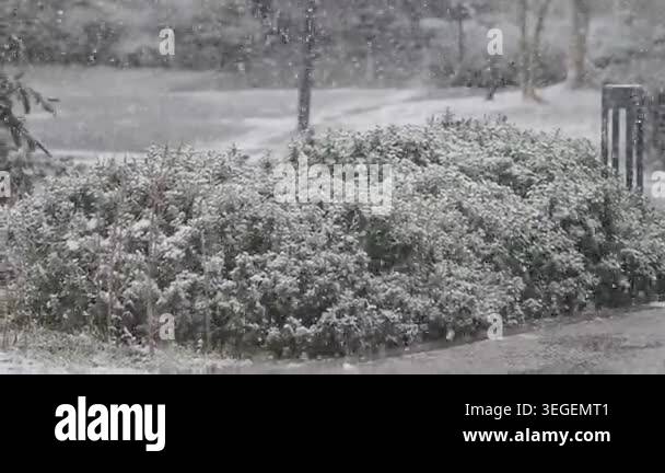 Snow covers green bushes in a park during the winter season Stock Video ...