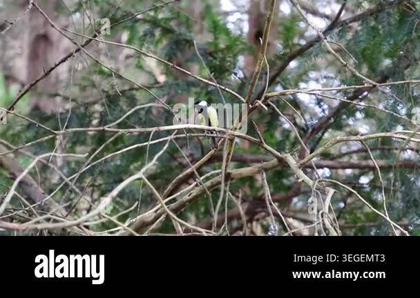 Small yellow and black bird sits on branches in a forest, with green ...