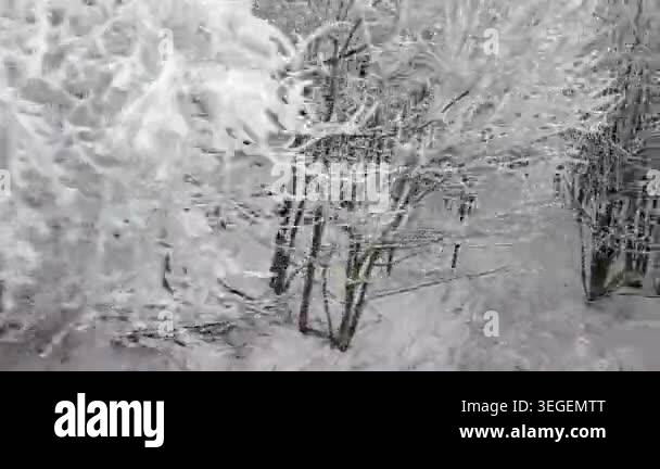 Snowy forest scene captures the gradual transition of trees and ...