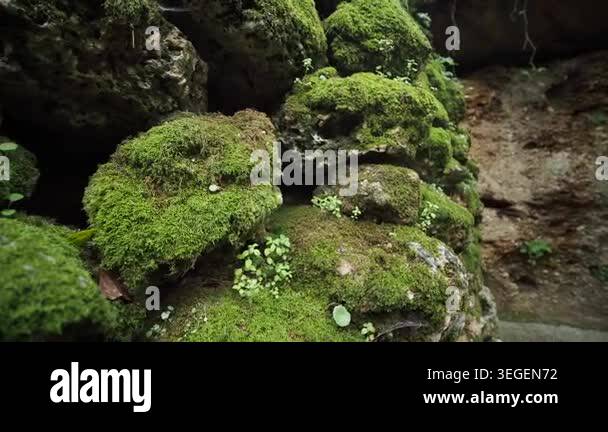 Moss covers rocks in the forest showing natures close-up view Stock ...